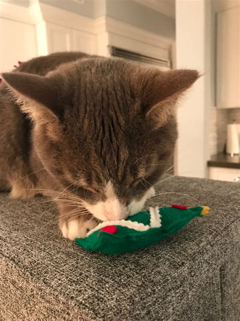 Catnip Christmas Tree Cat Toy Organic Cat Nip Kitty Toy Cat T Cat Lover Holiday Tree