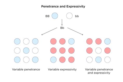 30 Facts About Expressivity