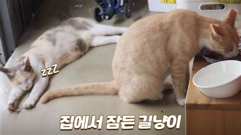 집에 들어와 잠든 어미 길냥이 쫀니 육아는 너무 힘들어 🏝️ 베베집사 제주살이 Youtube