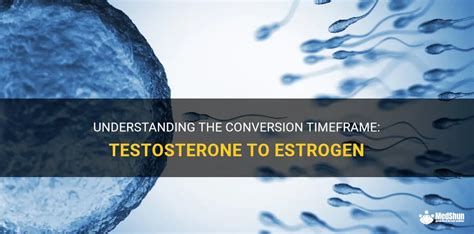 Understanding The Conversion Timeframe Testosterone To Estrogen Medshun