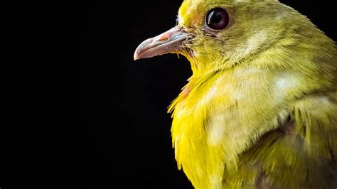 Cloudflare Expands Government Warrant Canaries In Transparency Bid Zdnet