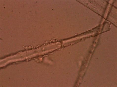 Textile Fiber Identification R Fiberandtextilearts