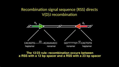 Lecture 18 Types Of Immunoglobulins Their Isotypes And Generation Of Diversity Pptx