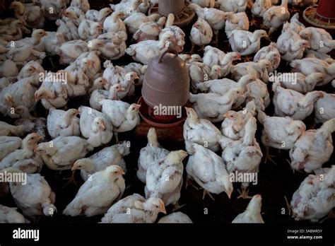 Broiler Chickens Inside A Small Poultry Farm In Valuka Mymensingh