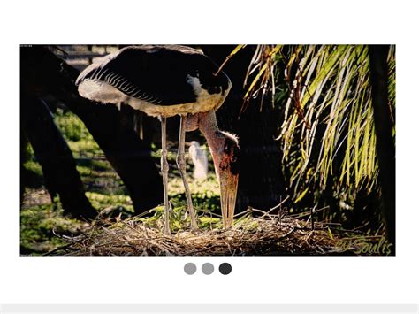 Simple Image Slider In Vanilla Javascript — Codehim