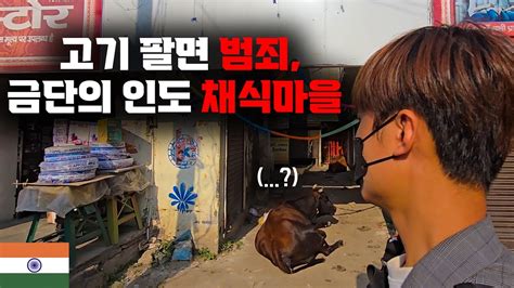고기 팔면 범죄 금단의 인도 채식마을 탐험기세계일주 YouTube