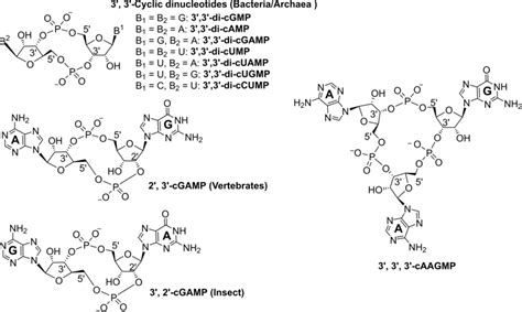 Structures Of Natural Cyclic Dinucleotide Cdn Second Messengers