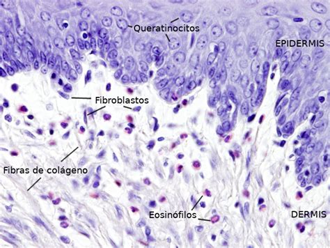 Tipos Celulares Fibroblasto Atlas De Histología Vegetal Y Histología Tejido Conectivo