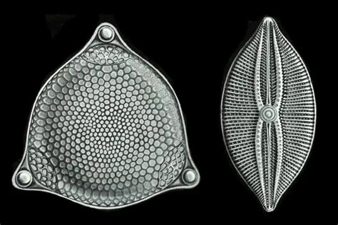 Single Celled Algae Structural Features Representatives Of Unicellular Algae Secondary