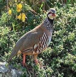 Perdiz Roja Ecured