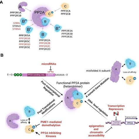 A Pp2a Heterotrimer Composition Consisting Of Structural A Download Scientific Diagram