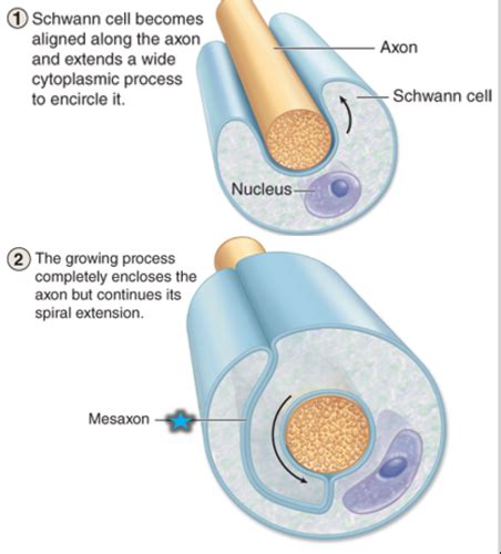 Neuro Peripheral Nervous System Spinal Cord Flashcards Quizlet