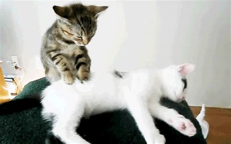 Cat Love Gif Find Share On Giphy