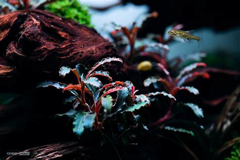Bucephalandra Plants Beauty From Borneo Green Aqua