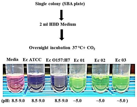 Shiga Toxin Producing Strains Of Escherichia Coli O104h4 And A Strain Of O157h7 Which Can