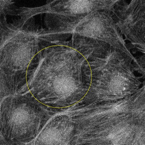 Flim Analysis — Scijava Ops Documentation