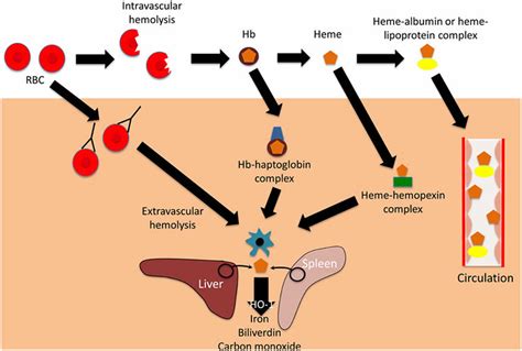 Intravascular Haemolysis Causes Symptoms Diagnosis And Treatment
