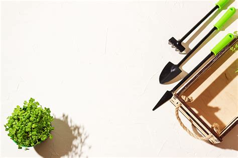 집에서 씨앗에서 자란 묘목 창턱에 컨셉 여름을 준비합니다 선택적 초점 0명에 대한 스톡 사진 및 기타 이미지 0명 땅 러시아 Istock