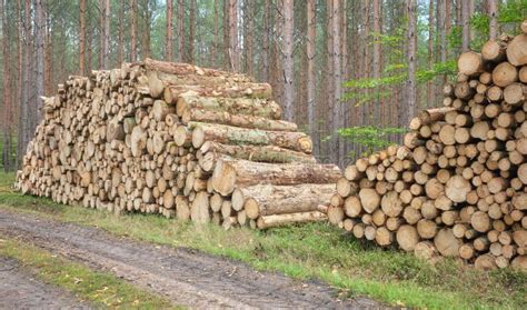 Stacked Logs In A Forest Deforestation Concept Selective Focus Stock Image Image Of Forestry