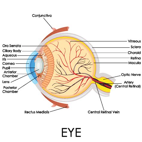 Anterior Segment Marin Eyes