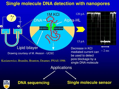 Ppt Single Molecule Technologies For Genomics Powerpoint Presentation Id5520956