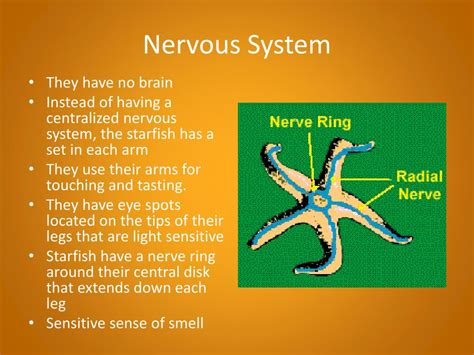 Ppt Echinodermata Powerpoint Presentation Free Download Id 1946459