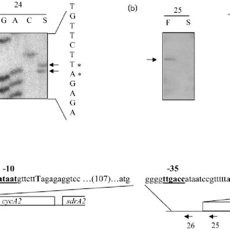 A B Reverse Transcriptase Mediated Primer Extension Experiments Download Scientific Diagram