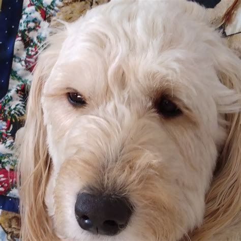 Wraith Roblox Youtube