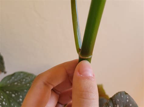 How To Propagate Begonia Step By Step Guide With Pictures