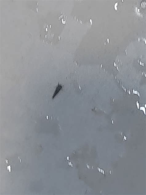 Small Jumping Bug Rwhatsthisbug