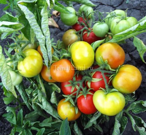 Томат Бони мм: описание сорта, ОТЗЫВЫ (28), фото | tomatland.ru