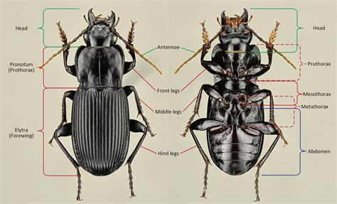 That Thing Behind The Head Understanding The Beetles Thorax Anatomy INaturalist Suomi