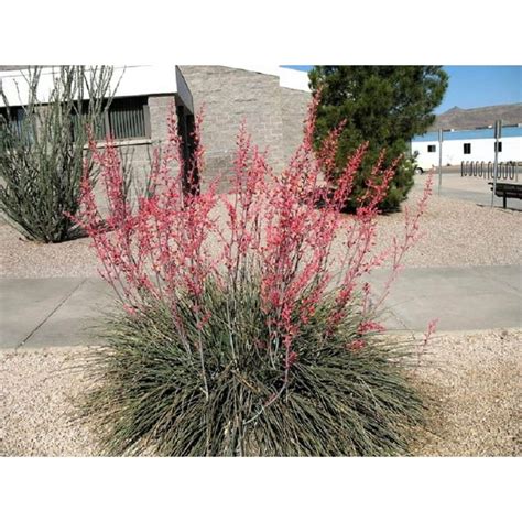 25 Hesperaloe Parviflora Red Yucca Seeds Hummingbird Coral And Texas