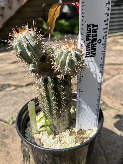Stenocereus Hystrix Graft Heavily Rooted On Spach Twin Pups 175