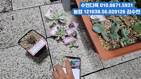 122월 수현다육3부 금다육 달님다육 식물 Youtube