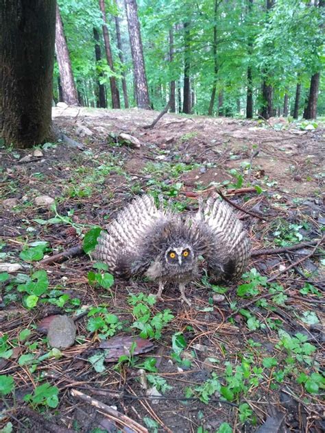 Zbrinuta Mlada Sova Utina Sokobanjsko Ekološko Društvo