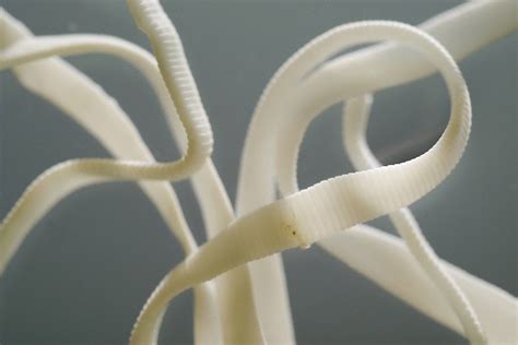 Worms In Cats Pets Wiki
