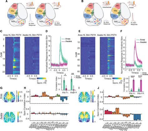 Decoding State Dependent Cortical Cerebellar Cellular Functional