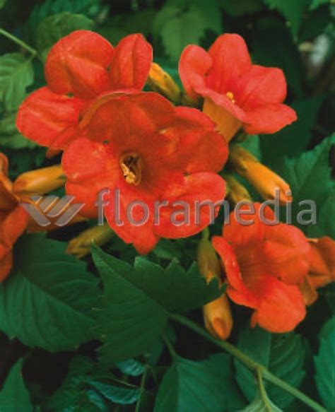 Milin amerykański | Szkółka Roślin PAWICA