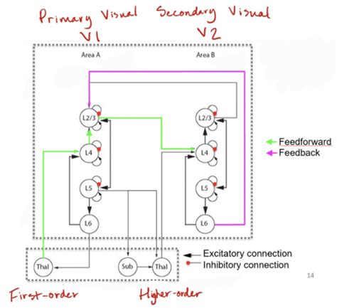 Neurobiology Lectures 3 And 4 Flashcards Quizlet