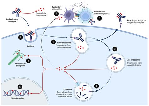 Immunoconjugates As An Efficient Platform For Drug Delivery A