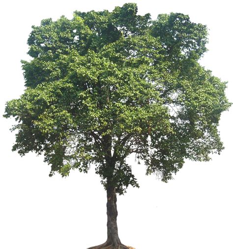 Photoshop Landscape With Trees To Plant