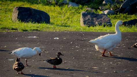 Gu A Para Escribir Una Carta De Amor Consejos Y Ejemplos