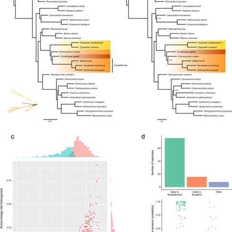 Morphological And Taxonomic Diversity Of Echinoids Included In This