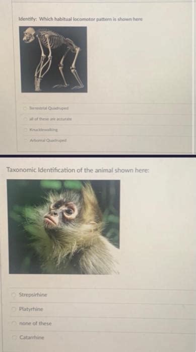 Identify Which Habitual Locomotar Pattern Is Shown