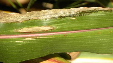 Differentiating Corn Leaf Diseases Cropwatch Nebraska