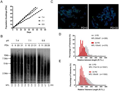 Homogenous Telomere Length Of Hela Cells After Long Term Culture At Phe