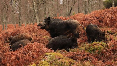 500 Wild Boar Wallpapers