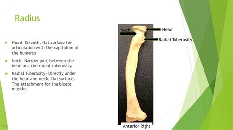 Radial Tuberosity Of Radius