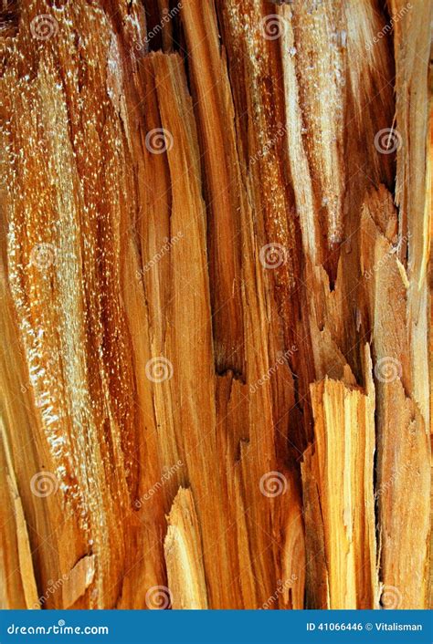 Texture Of Tree Stock Photo Image Of Tree Slab Plaque 41066446